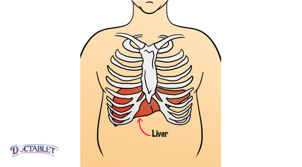 Liver, definition of liver and its common functions - Doctablet®